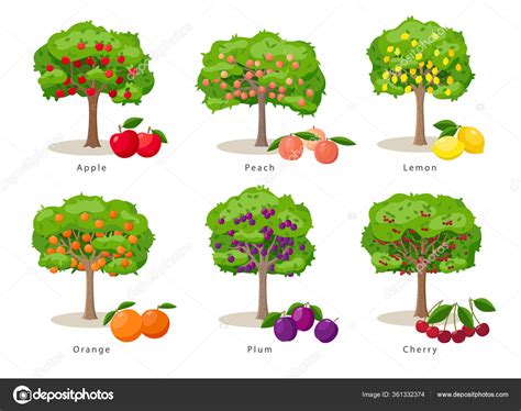 Картинки фруктовых деревьев для детей с названиями
