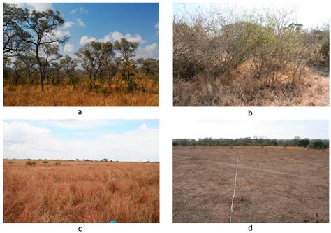 Land Cover Classifications Of Site 3 Generated From A Vhr Ikonos Download Scientific Diagram