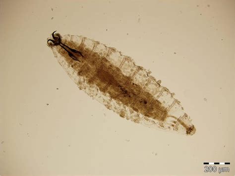 Oestrus Ovis