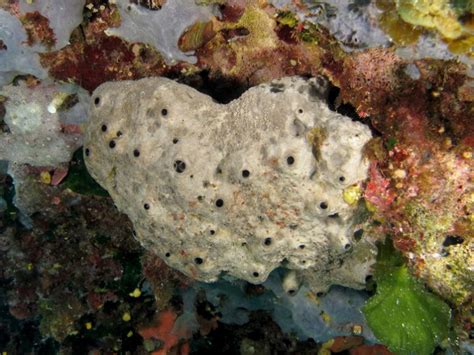 Ircinia Sp 03 Biologia Marina Del Mediterraneo