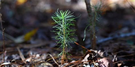 Stages Of Tree Growth Life Cycle
