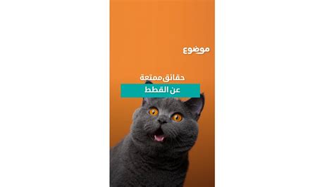 15 حقيقة ممتعة عن القطط قطط صعدت الفضاء، وقطط بثروة ملايين، وهل هي حقًا