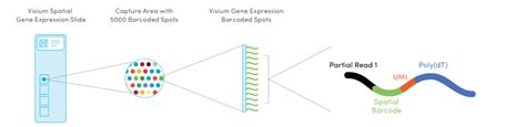 Visium 空间转录组：可视化观察组织中的基因表达 知乎