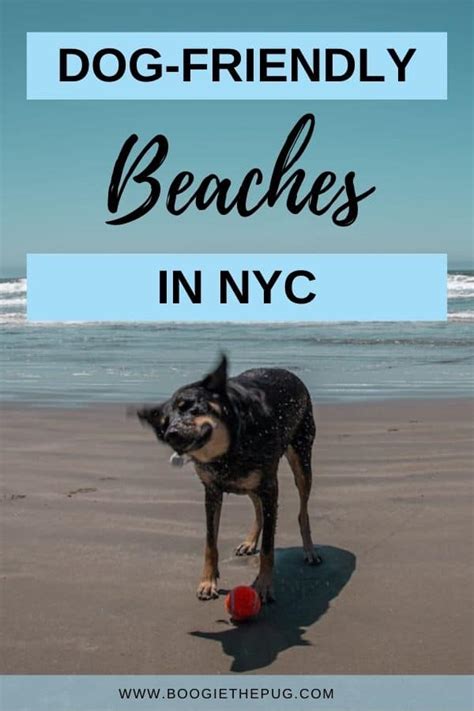 What Nyc Beaches Allow Dogs