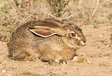 Photograph Of Black Tailed Jackrabbit Lepups Californicus