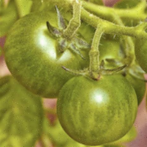 Tomato Checker Object Detection Dataset V1 2024 09 06 2 28pm By