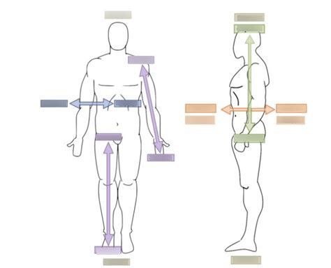 Hesp311 Anatomic Terms Diagram Quizlet