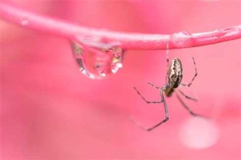キリがない！ベランダの蜘蛛の巣対策！原因と張らせない方法
