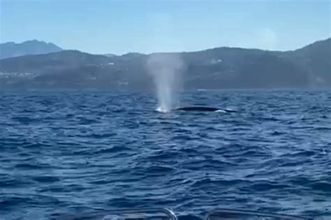 Le Balene Nel Golfo Di Napoli Spettacolare Avvistamento Tra Capri E La