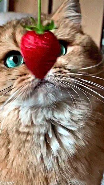 Raya Bayramova Cute Cats