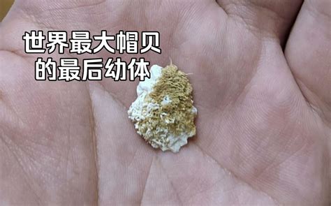 世界最大笠螺濒临灭绝这是它最后的幼体标本大王笠螺睡前软体动物学312 NanikoQAQ NanikoQAQ 哔哩哔哩视频