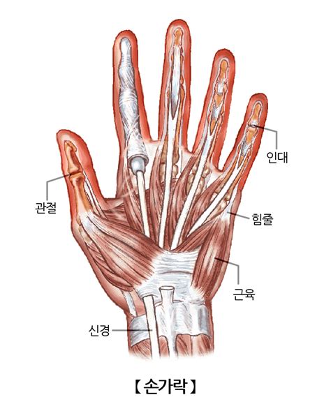손가락 인체정보 의료정보 건강정보 서울아산병원