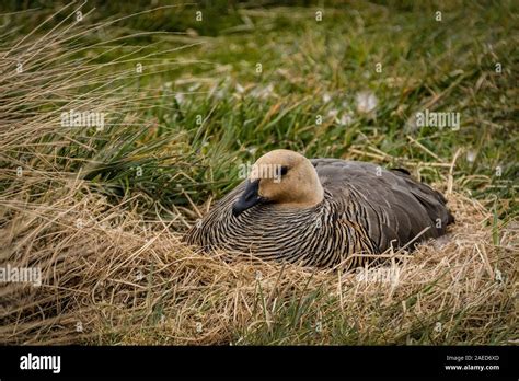 Adult Female Upland Goose Nesting On Sea Lion Island In The Falkland