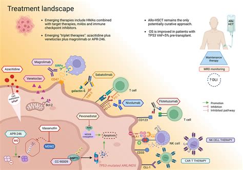 Emerging Therapies And Potential Therapies Of Interest For Tp53 Mutated