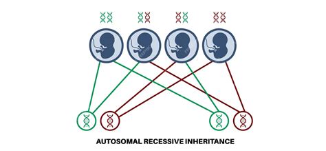 Premium Vector Autosomal Recessive Inheritance