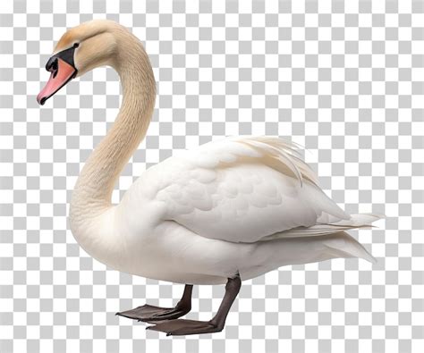 백조 투명 배경 Png Psd에 고립 프리미엄 Psd 파일