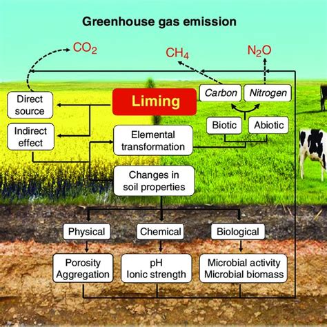 Conceptual Flow Diagram Showing The Effect Of Liming On Greenhouse