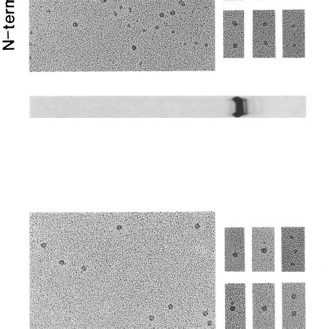Figure S Visualization Of Intact Adducin Download Scientific Diagram