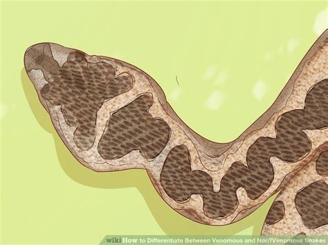 How To Differentiate Between Venomous And Non‐venomous Snakes