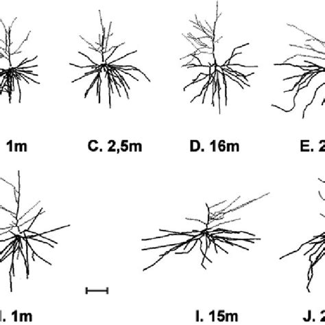 5 Development Of Dendritic Arborizations Of Layers Iii And V Pyramidal