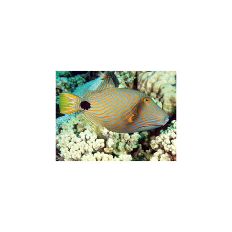 Podges Aquarium And Pet Supplies Livestock