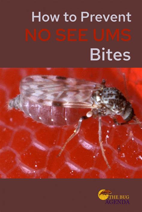 How To Prevent No See Um Bites Includes Tips And Products