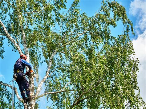 Tree Trimming Chester County PA Boot Road Tree Service