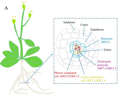 Figure 1 From The Expected And Unexpected Roles Of Nitrate Transporters