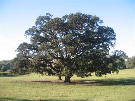 Quercus Suber Trees And Shrubs Online