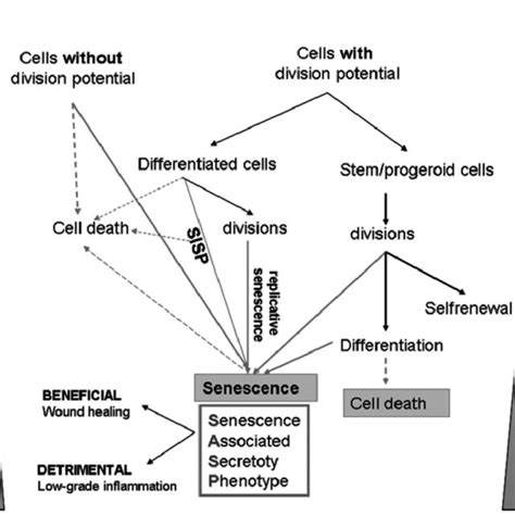 Cellular Senescence Affects Both Proliferating And Non Proliferating Download Scientific