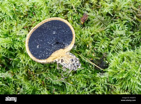 Section Common Puffball Hi Res Stock Photography And Images Alamy