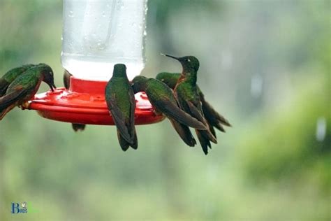 How To Heat A Hummingbird Feeder Prevent Freezing Birds Idea