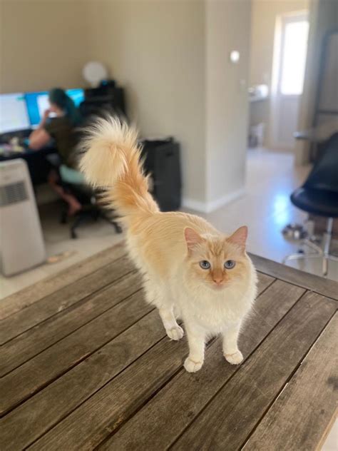 Best Supermodel Images On Pholder Supermodel Cats Aww And Chonkers