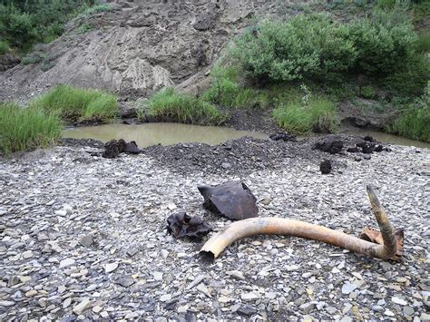 How Scientists Tracked The Movements Of A 17 000 Year Old Woolly Mammoth