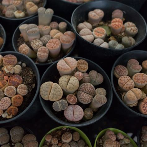 Especial Lithops Decorgreen Chile Tienda Outlet De Suculentas Y Regalos Ecológicos
