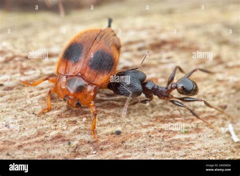 Ant Attacking A Handsome Fungus Beetle Stenotarsus Pardalis These Beetles Feed On Fungi And