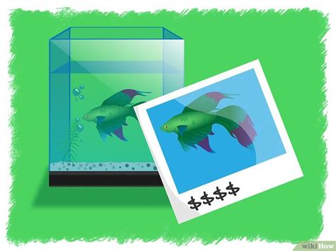 Cómo criar peces betta con imágenes wikiHow