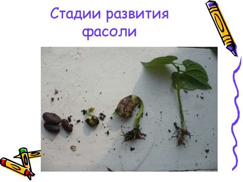 Развитие растения из семени 2 класс презентация онлайн