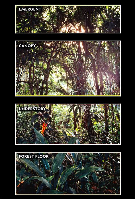 Canopy Layer Diagram