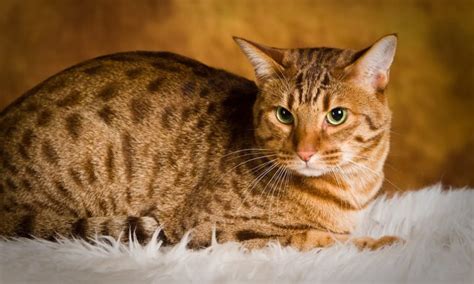 奥西猫 奥希猫 图片大全 茶杯宠物网