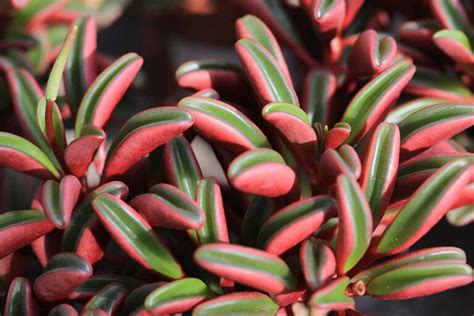 How To Grow And Care For Ruby Glow Peperomia Gardeners Path
