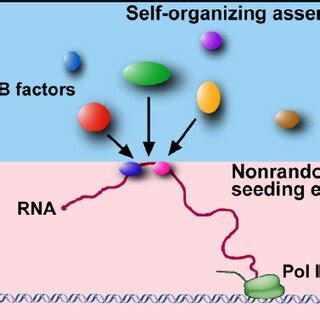 The Two Step Hybrid Seeding Model Of Nuclear Body Forma Tion In The