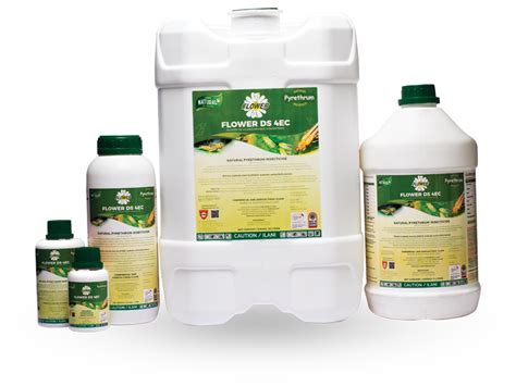 Home Kenyan Pyrethrum