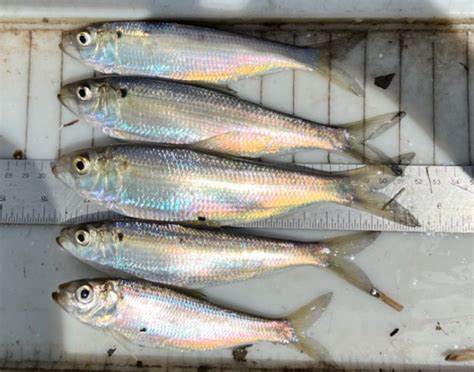 Georgia Dnr Lake Allatoona Blueback Herring Proposal