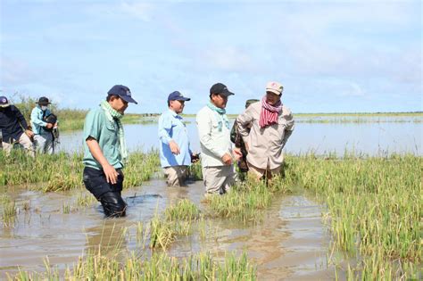 លោក គន់ គីម ដឹកនាំក្រុមការងារចម្រុះ ចុះត្រួតពិនិត្យស្ថានភាពដំណាំស្រូវរបស់ពលរដ្ឋចំនួន ៣