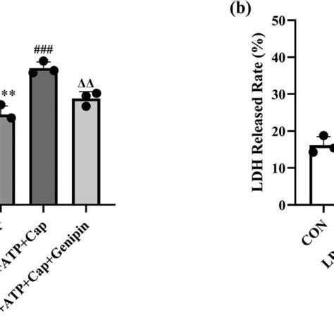 Capsaicin Attenuates Lps Induced Ros Generation And Apoptosis In Hk 2