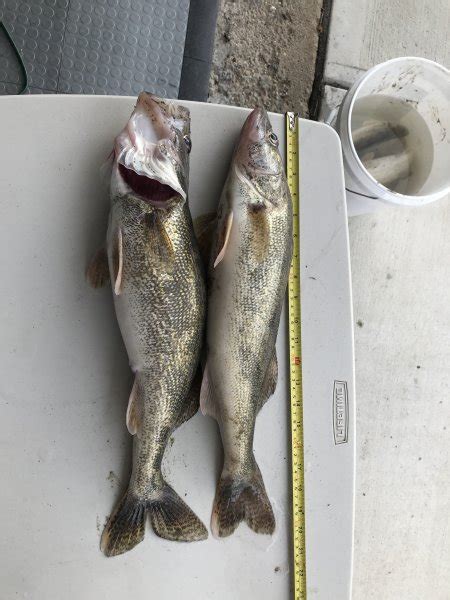 Sw Spillway Saugeye Ohio Game Fishing