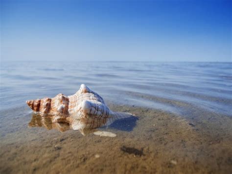 Gastropod Fast Facts