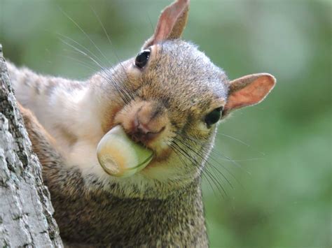 Washington Post Squirrel Week Photo Contest Squirrels