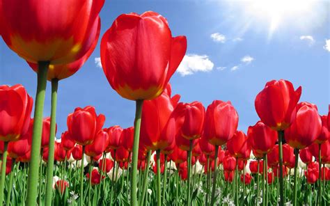 Tulip Wallpapers Wallpaper Cave